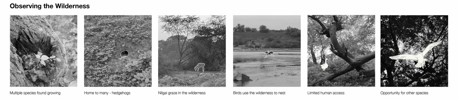 Coexist: Embracing the wilderness - Productive Urbanism